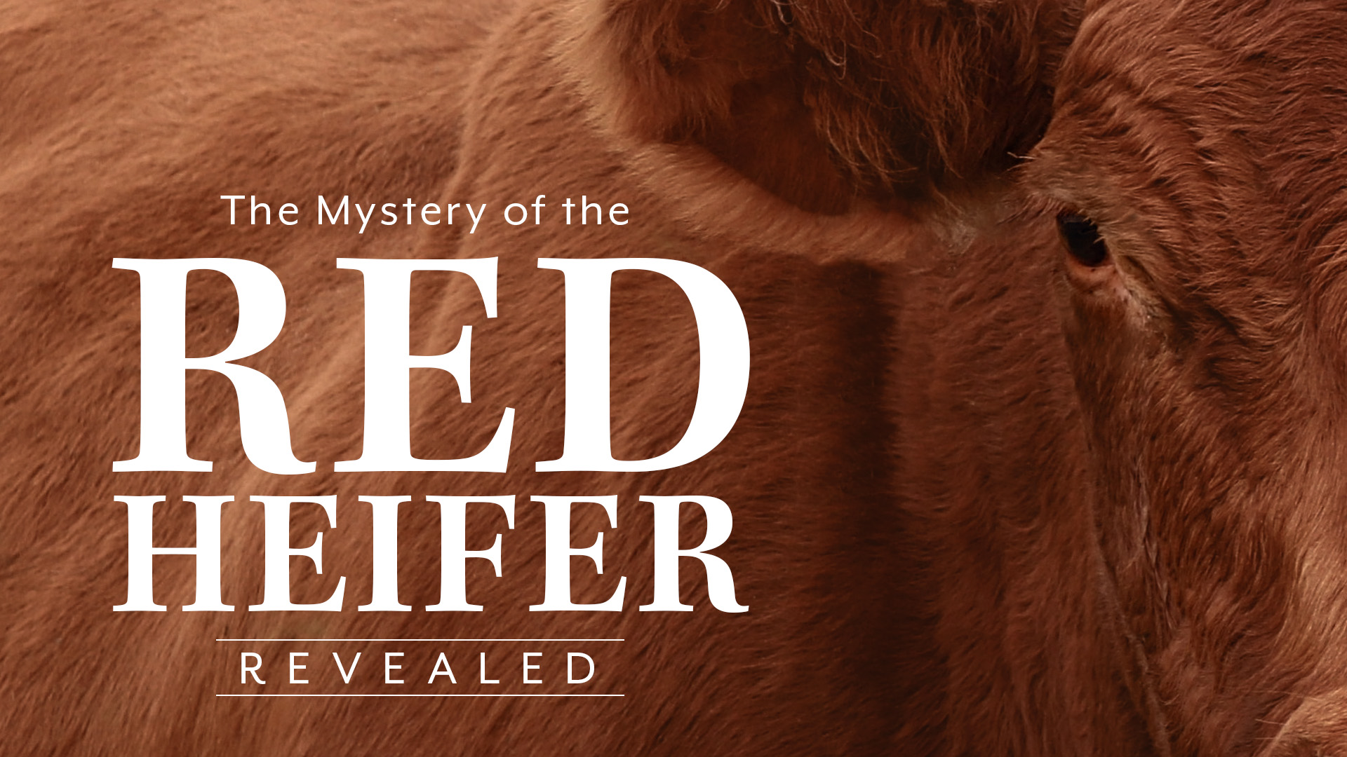 BFA InternationalThe Mystery of the Red Heifer Trilogy | BFA International